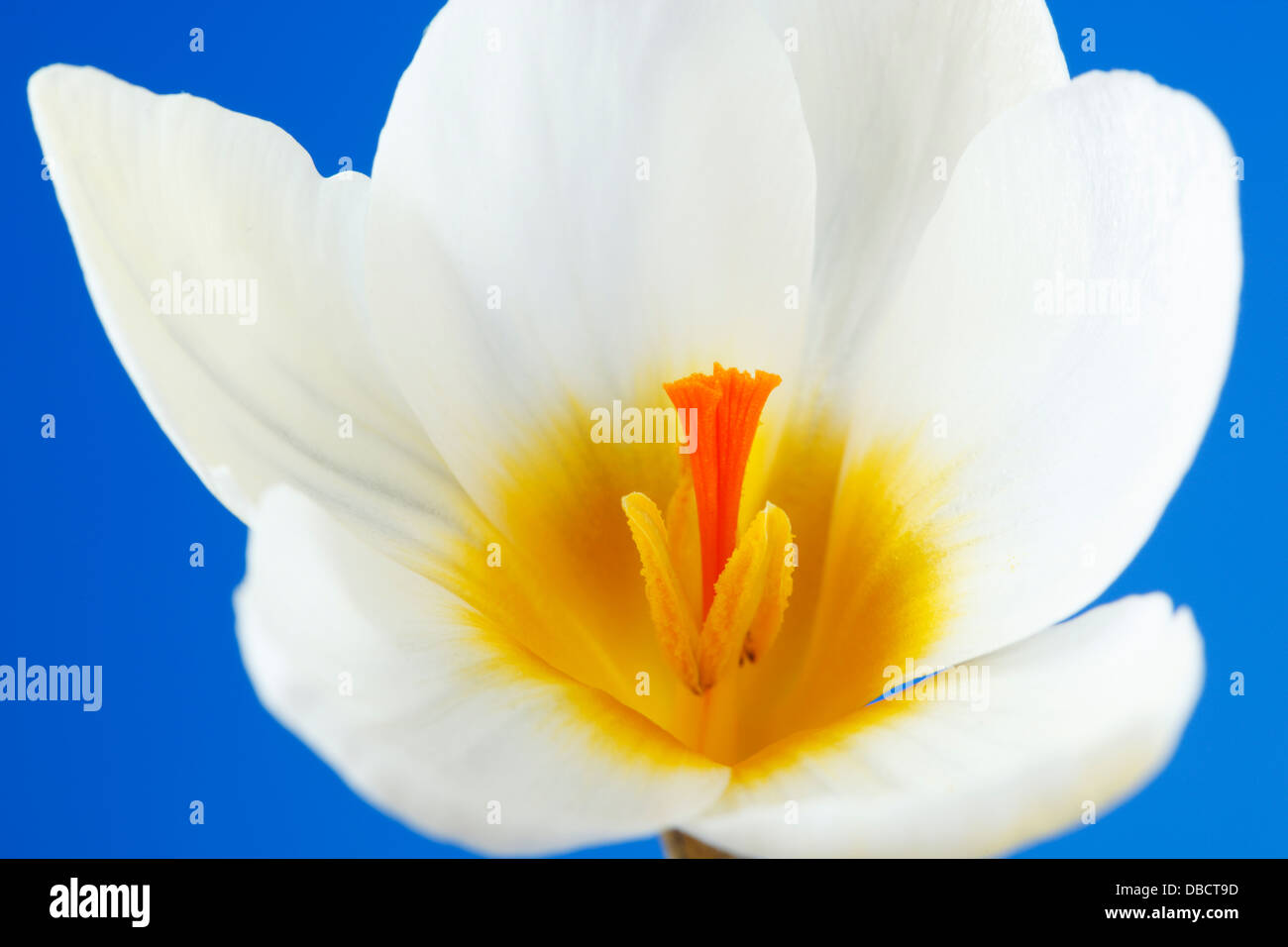 Crocus snow -Fotos und -Bildmaterial in hoher Auflösung – Alamy