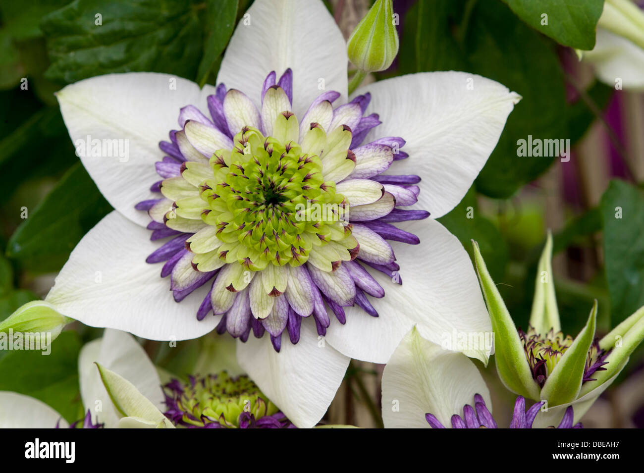 Clematis Florida sieboldii Stockfotografie - Alamy