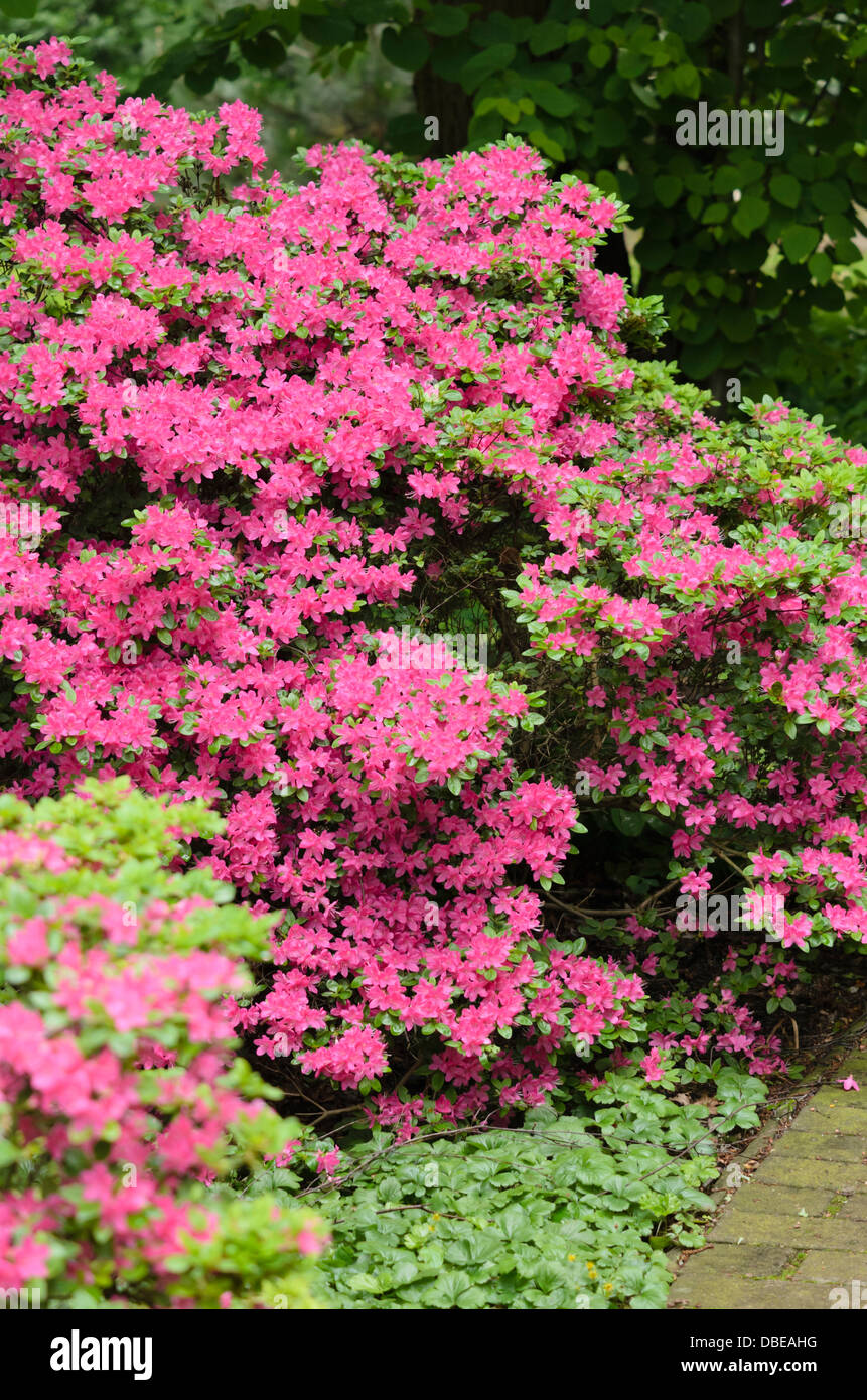 Azalea Rhododendron Obtusum Stockfotos und -bilder Kaufen - Alamy