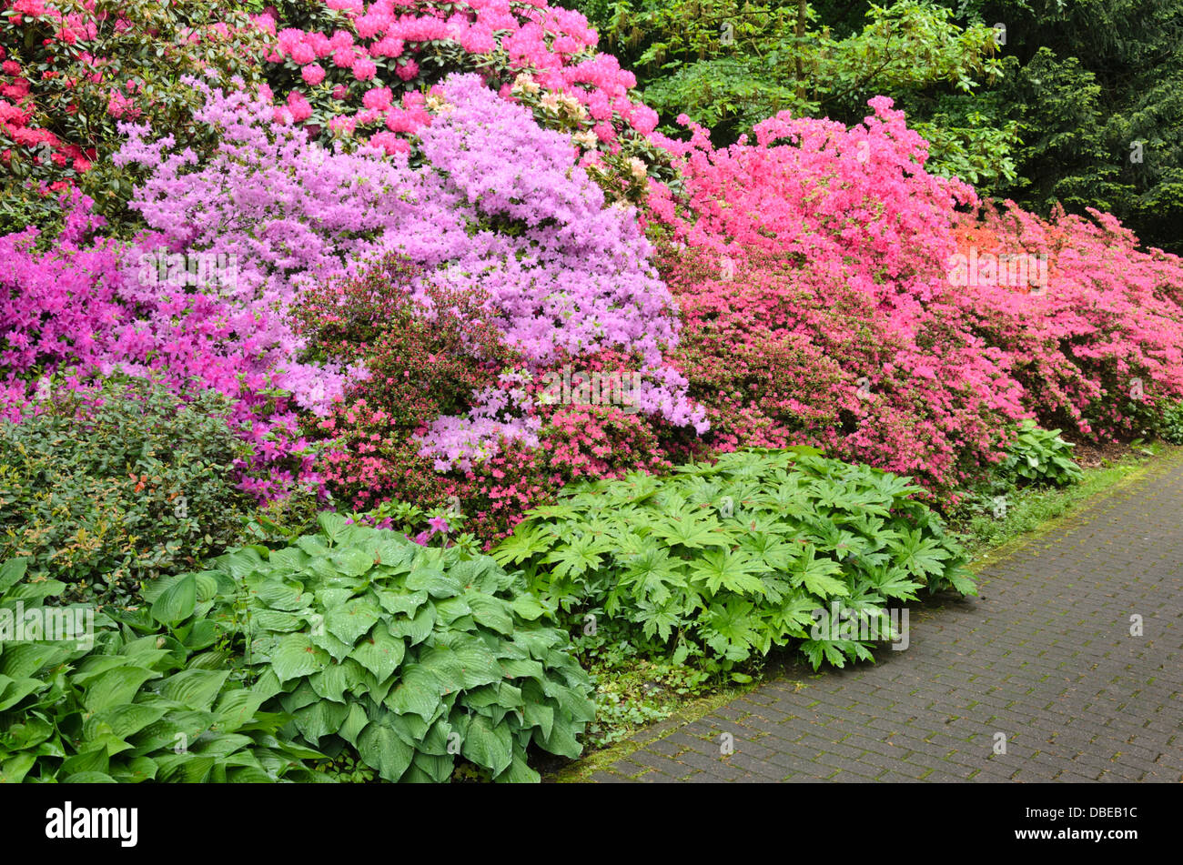 Azalea rhododendron obtusum -Fotos und -Bildmaterial in hoher Auflösung ...