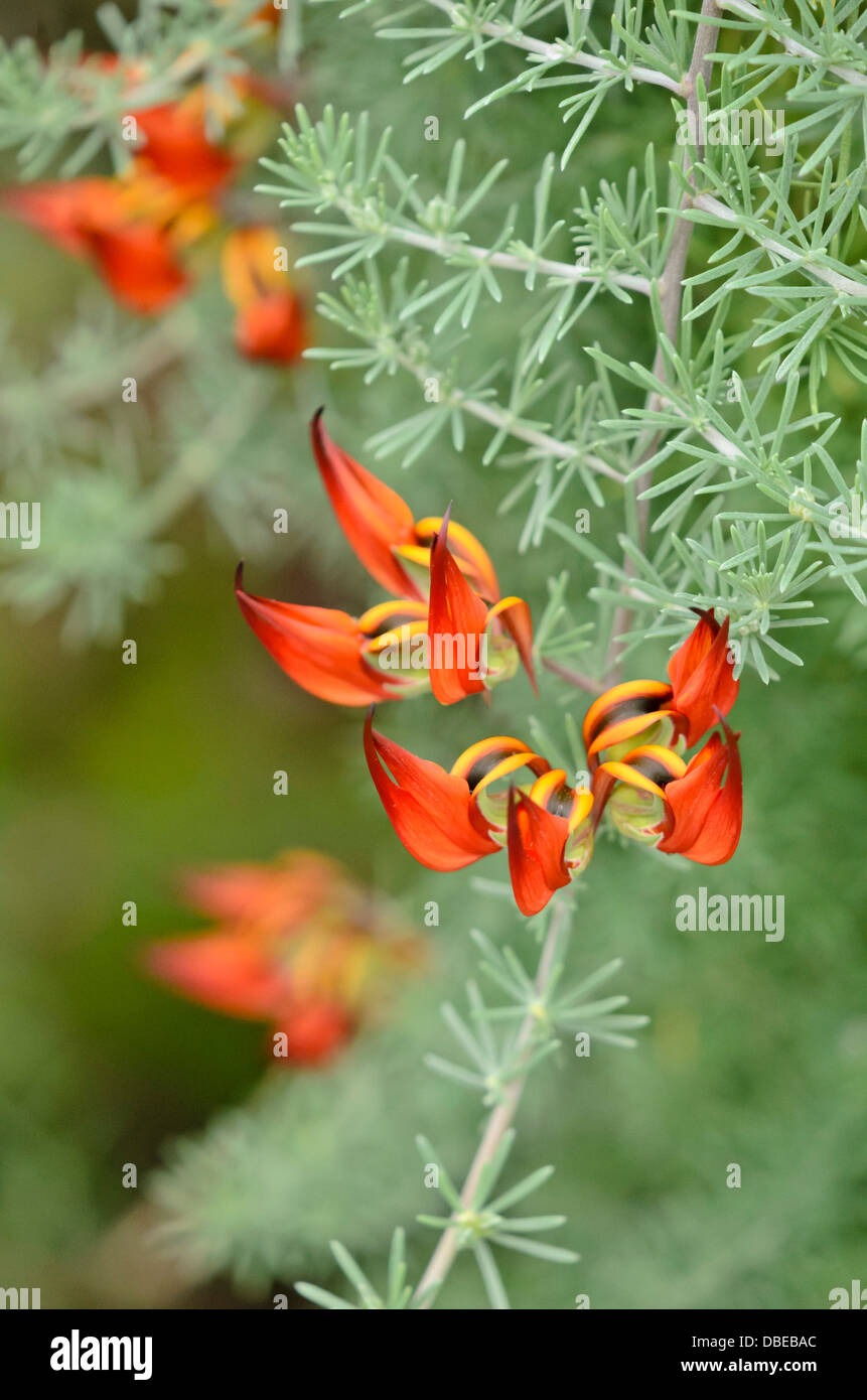 Lotus reben -Fotos und -Bildmaterial in hoher Auflösung – Alamy