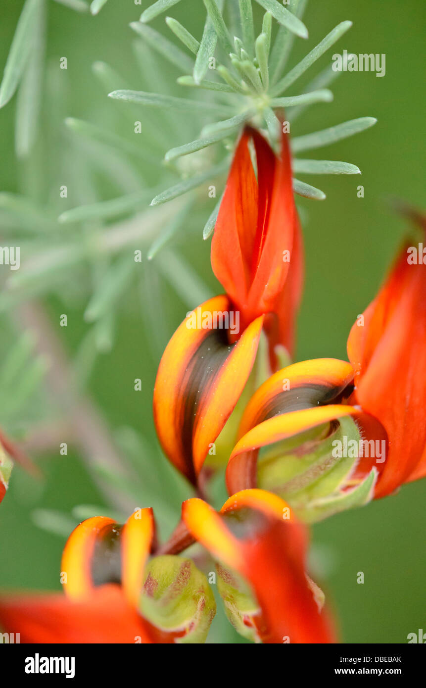 Lotus reben -Fotos und -Bildmaterial in hoher Auflösung – Alamy