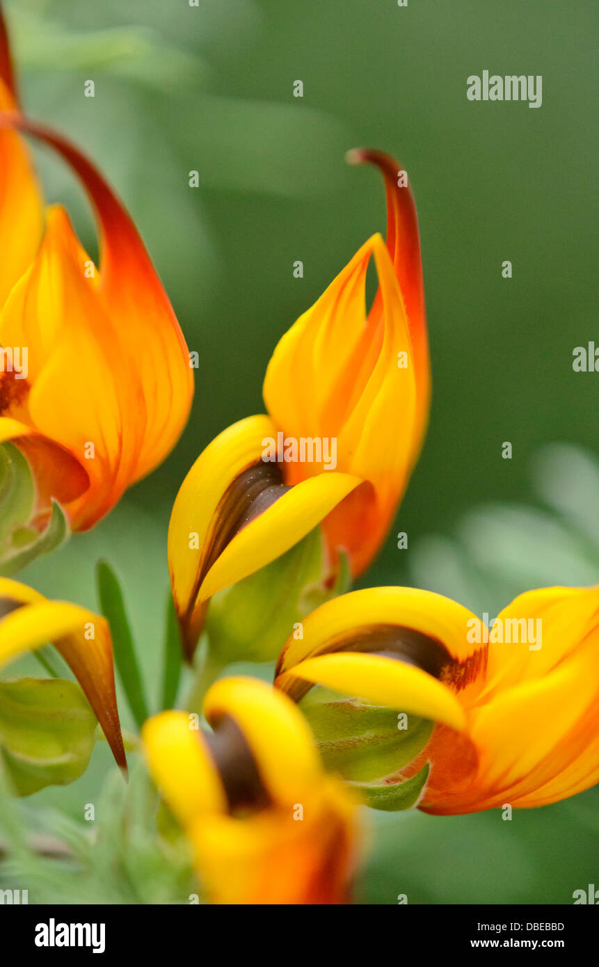 Gefleckter hornklee -Fotos und -Bildmaterial in hoher Auflösung – Alamy