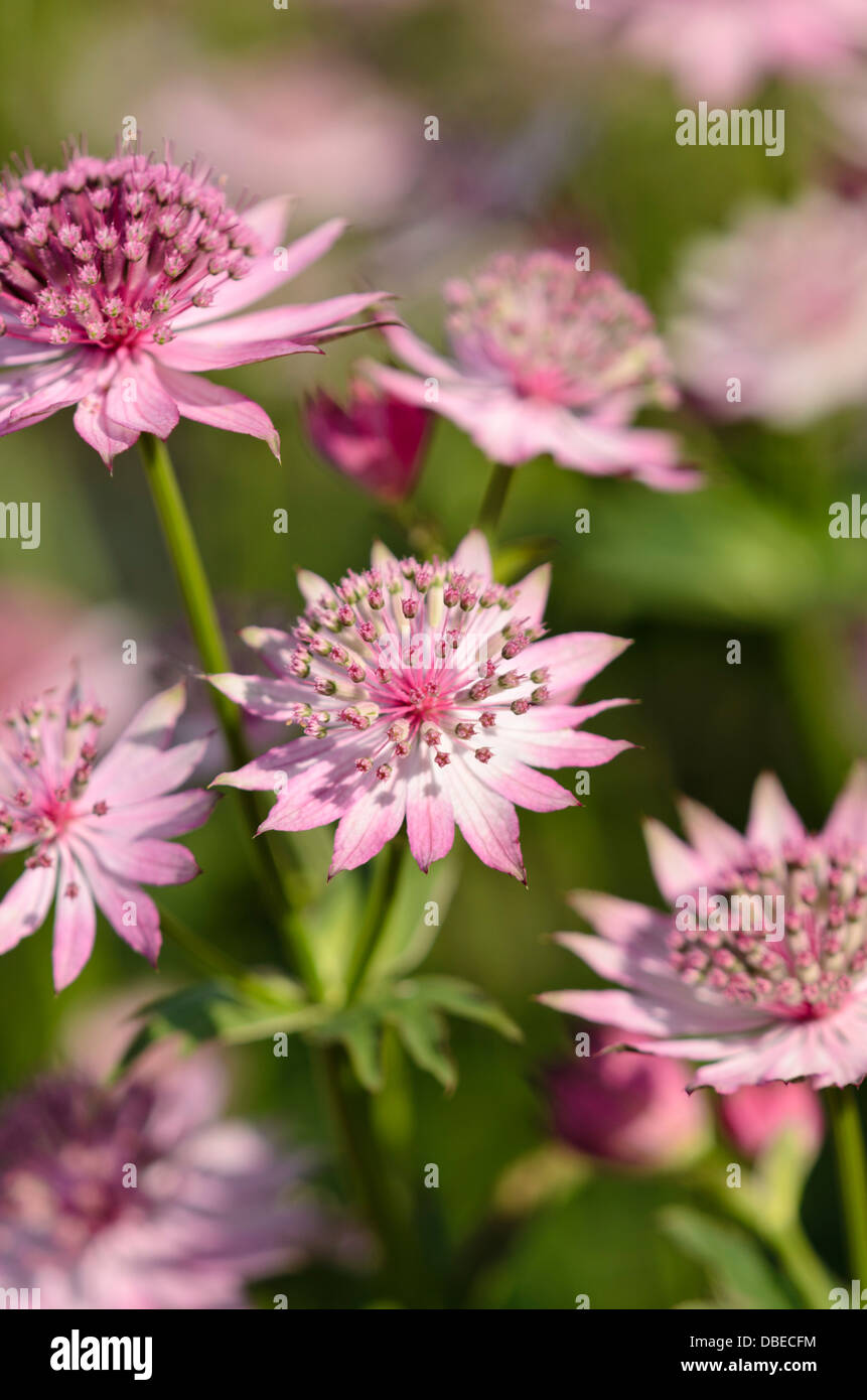 Astrantia major roma -Fotos und -Bildmaterial in hoher Auflösung – Alamy