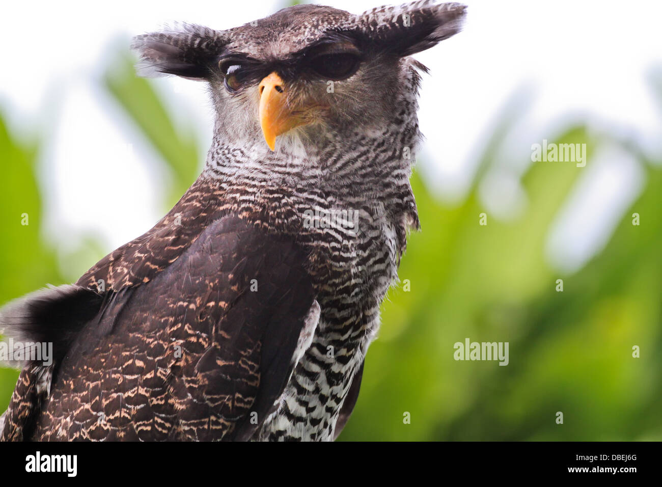 Ghost bird -Fotos und -Bildmaterial in hoher Auflösung – Alamy