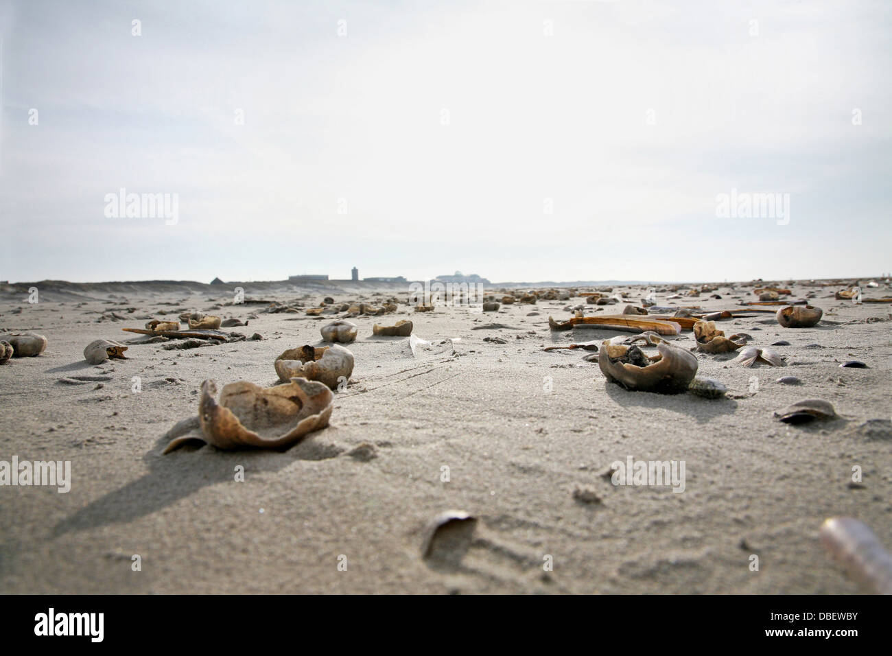 Muscheln am Strand Stockfotografie - Alamy