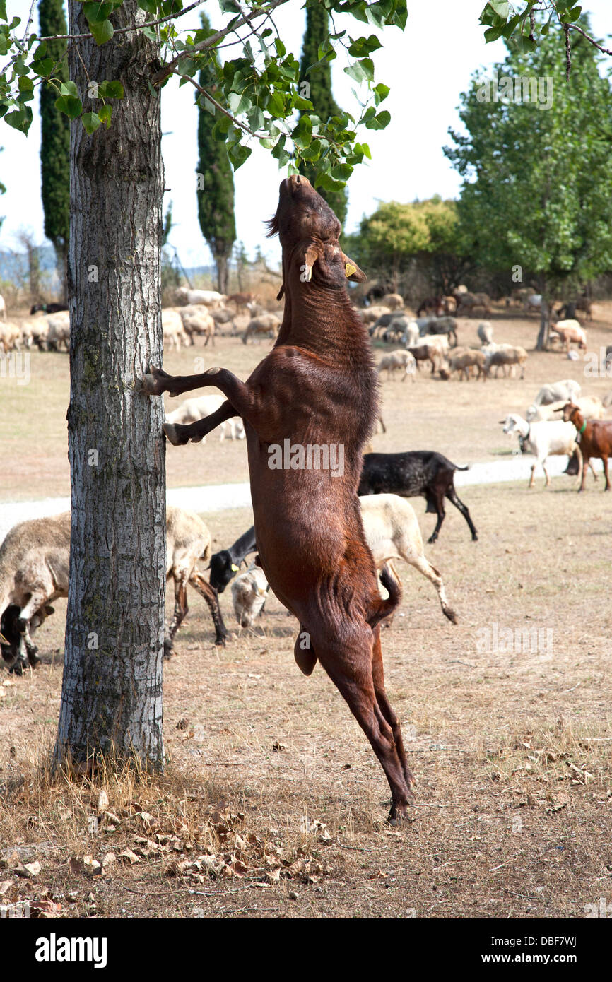 Ziege Auf Den Hinterbeinen Stehend Stockfotos und -bilder Kaufen - Alamy