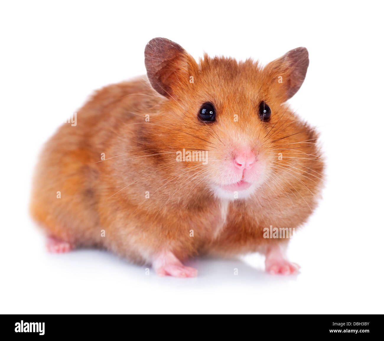 Hamster nahaufnahme -Fotos und -Bildmaterial in hoher Auflösung – Alamy