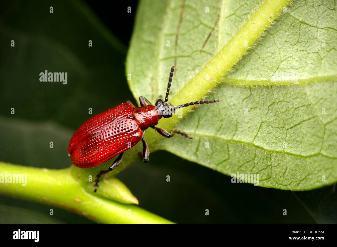 Rote wanze -Fotos und -Bildmaterial in hoher Auflösung – Alamy
