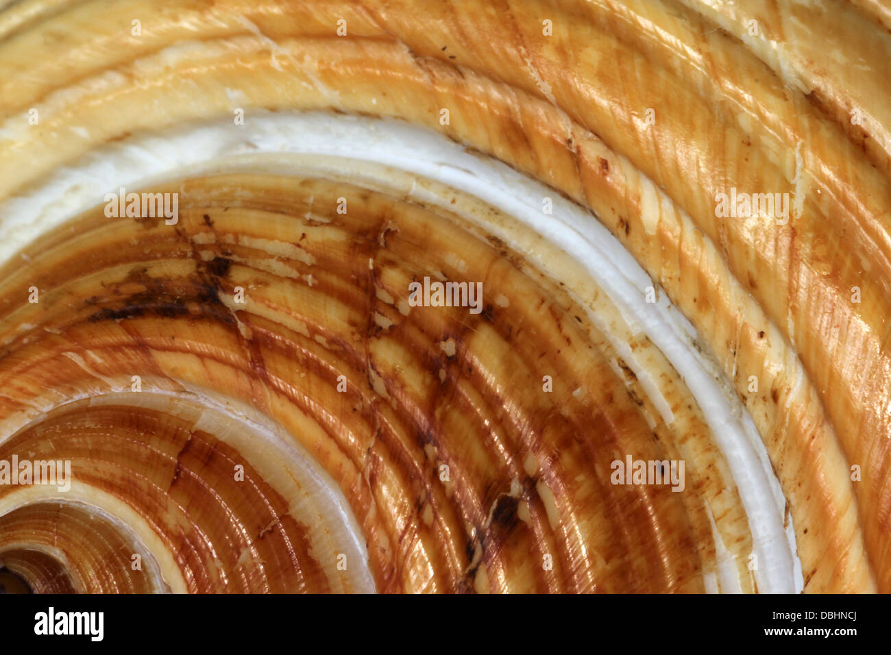 Mollusc gastropod shell spiral -Fotos und -Bildmaterial in hoher ...