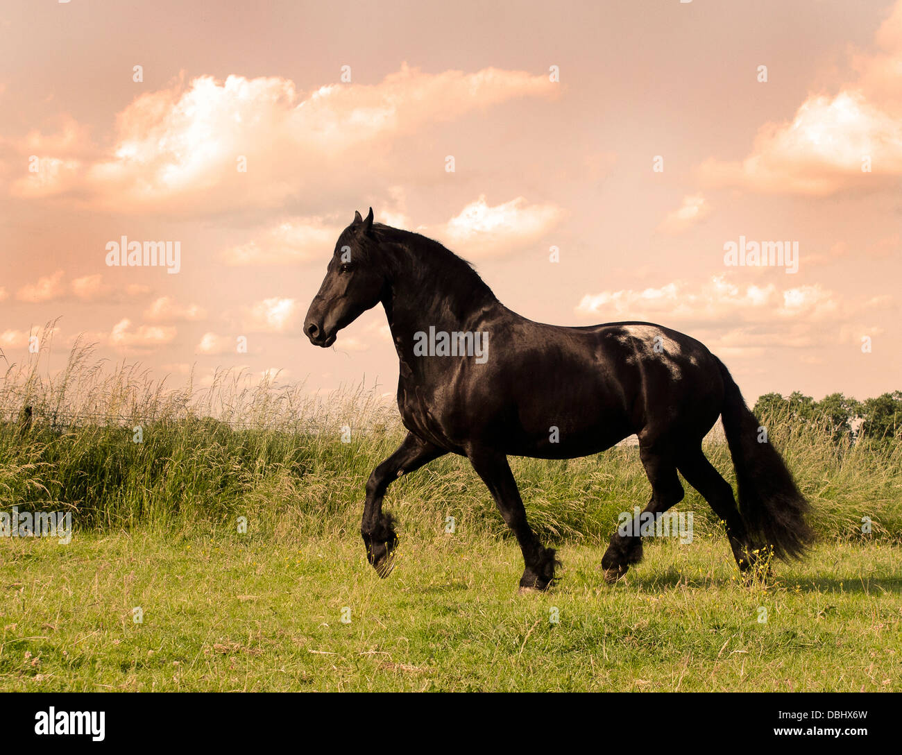 Pferd muskeln -Fotos und -Bildmaterial in hoher Auflösung – Alamy