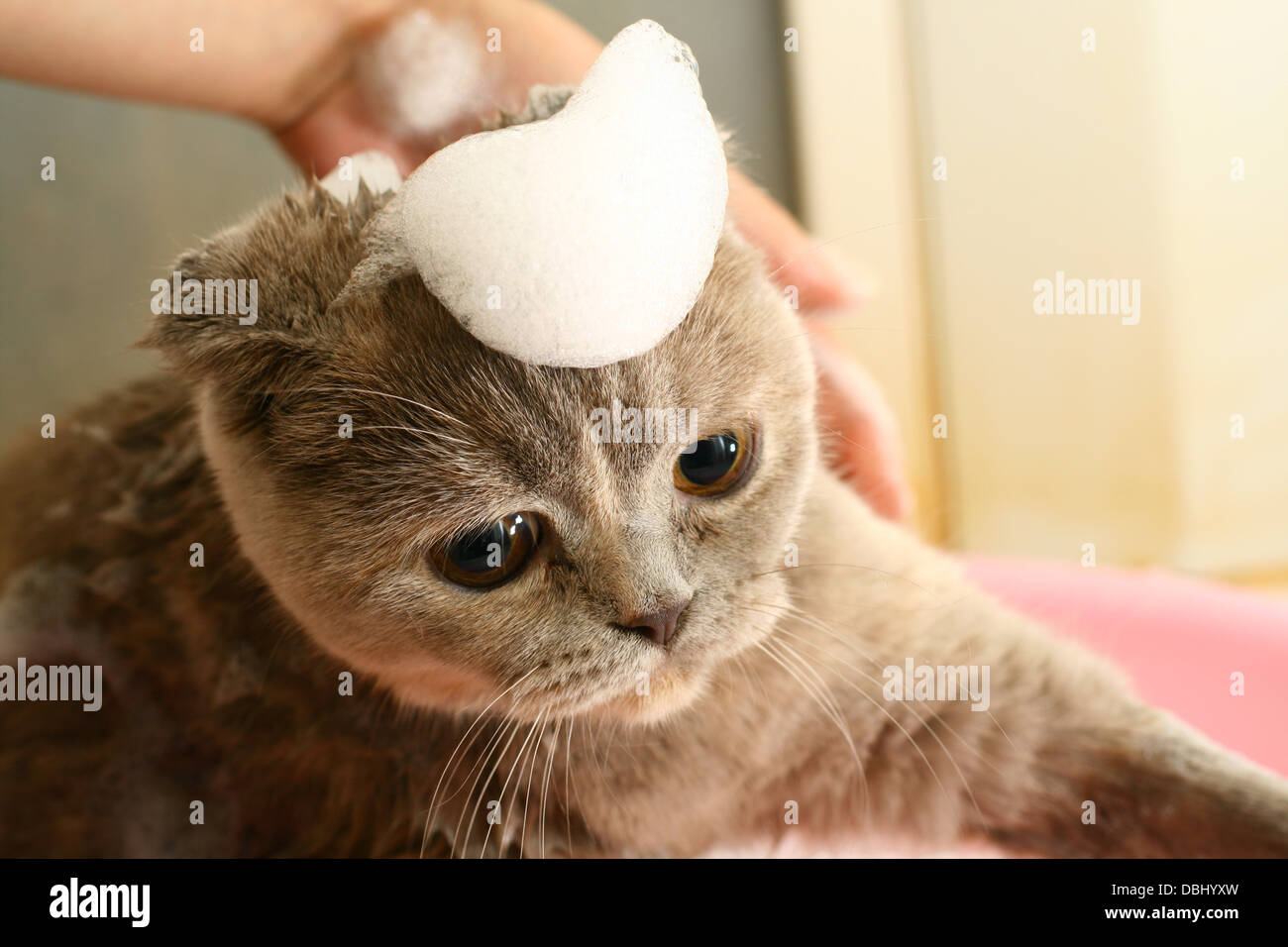 Katze waschen -Fotos und -Bildmaterial in hoher Auflösung – Alamy