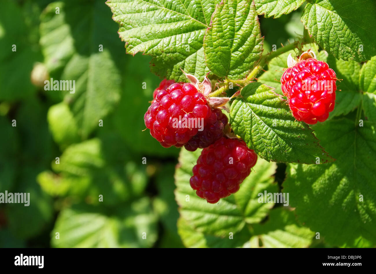 Reif, himbeere zu essen -Fotos und -Bildmaterial in hoher Auflösung – Alamy