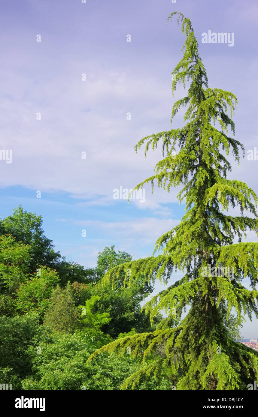 Die zeder -Fotos und -Bildmaterial in hoher Auflösung – Alamy