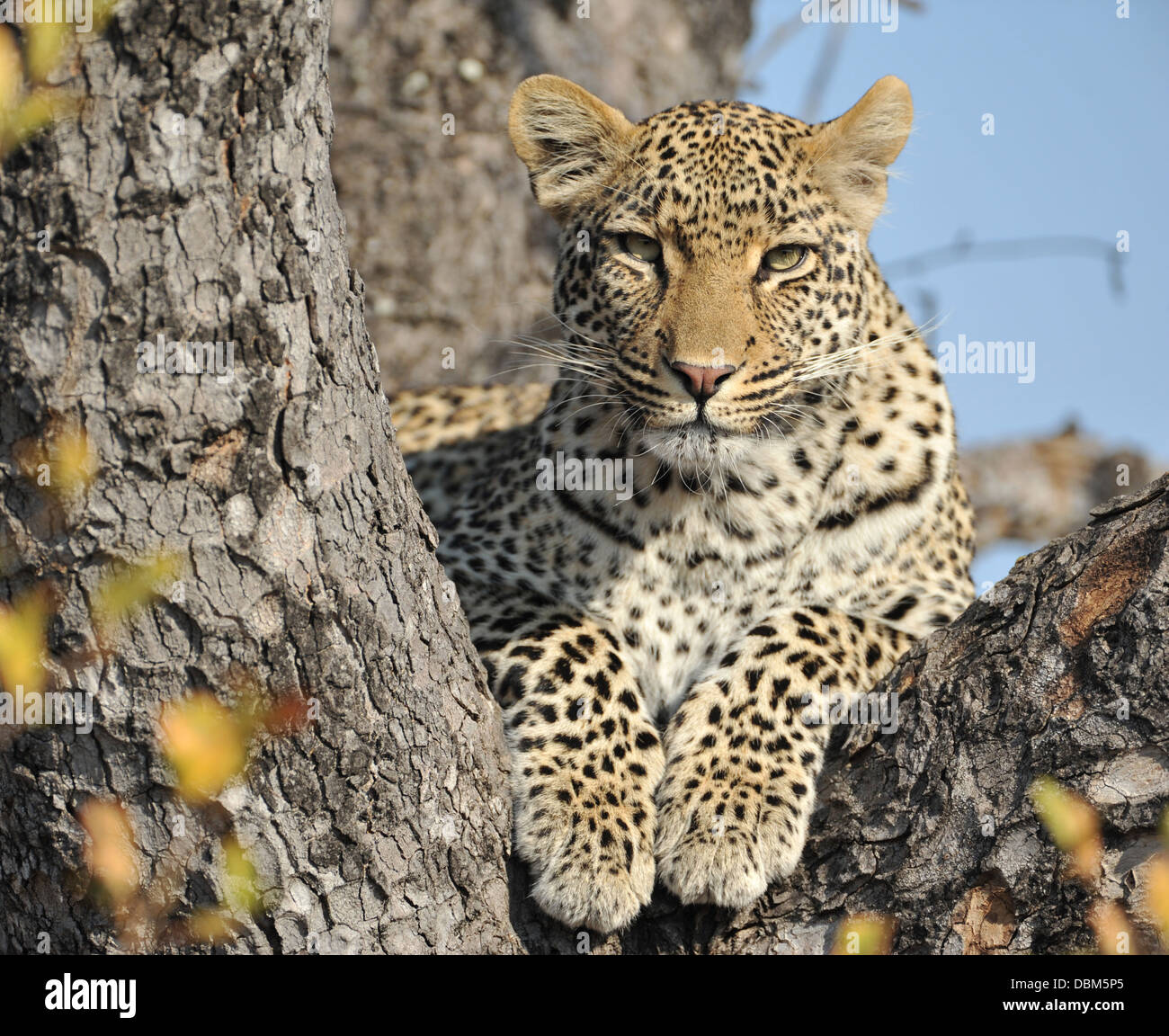 Leopard im baum liegen -Fotos und -Bildmaterial in hoher Auflösung – Alamy