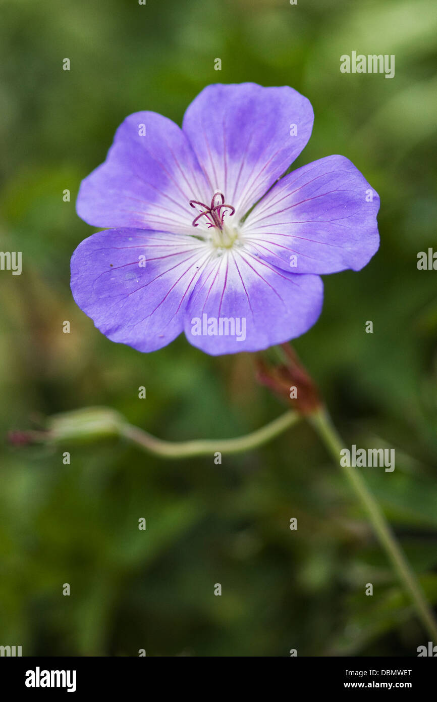 Nahaufnahme von einem Geranium 'Rozanne' Gerwat Stockfotografie - Alamy