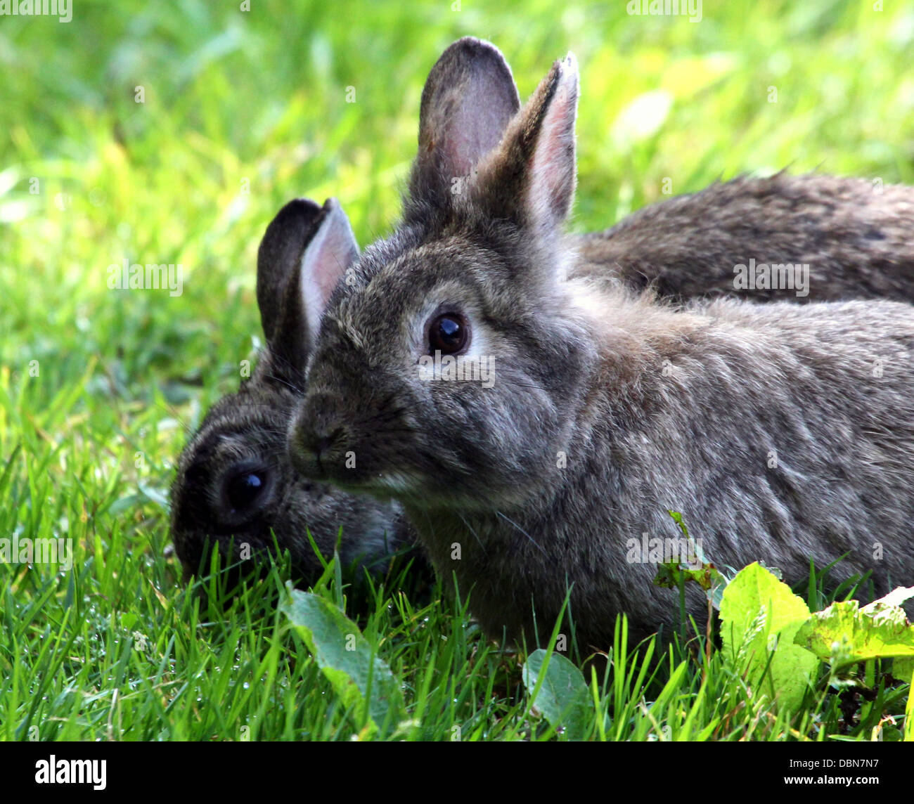Reihe von detailreichen Nahaufnahmen von Wildkaninchen (Oryctolagus ...