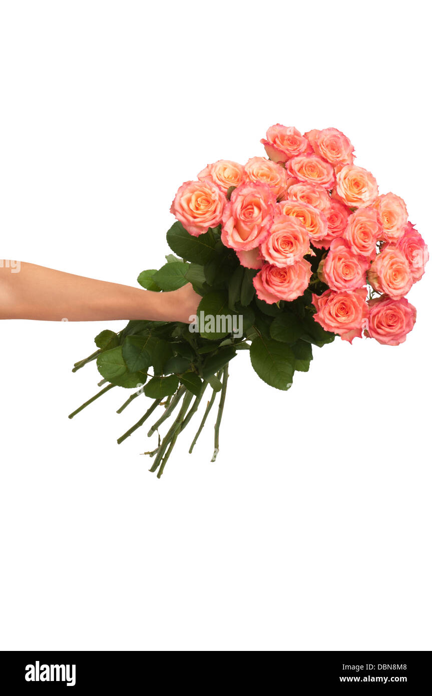 Die roten und weißen rosen zupfen -Fotos und -Bildmaterial in hoher Auflösung – Alamy