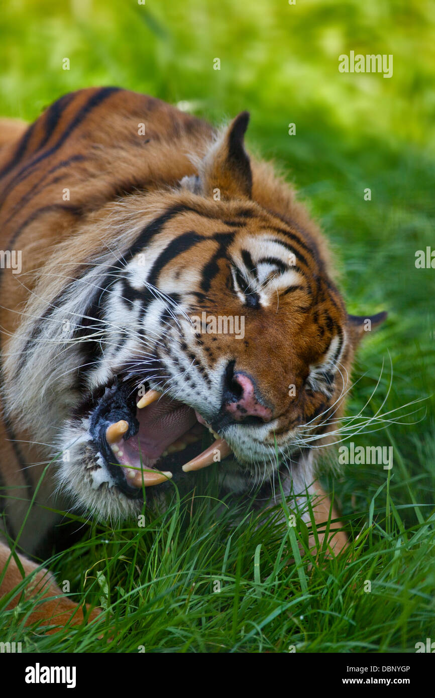 Rajiv Amur/Bengal Tiger cross (Panthera Tigris) männlich, Isle Of Wight ...