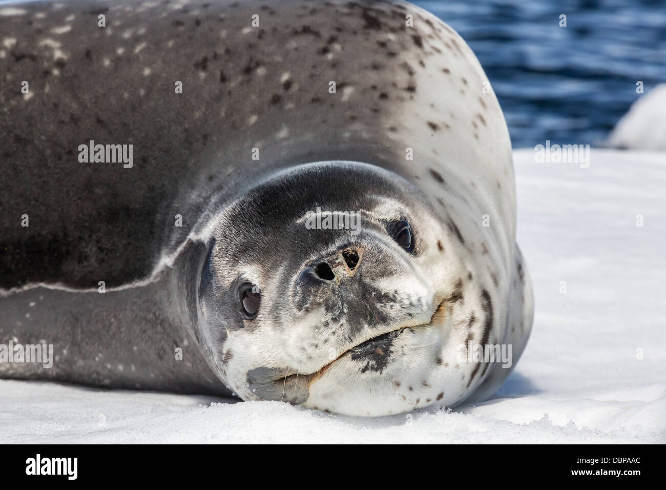Close up leopard seal -Fotos und -Bildmaterial in hoher Auflösung – Alamy