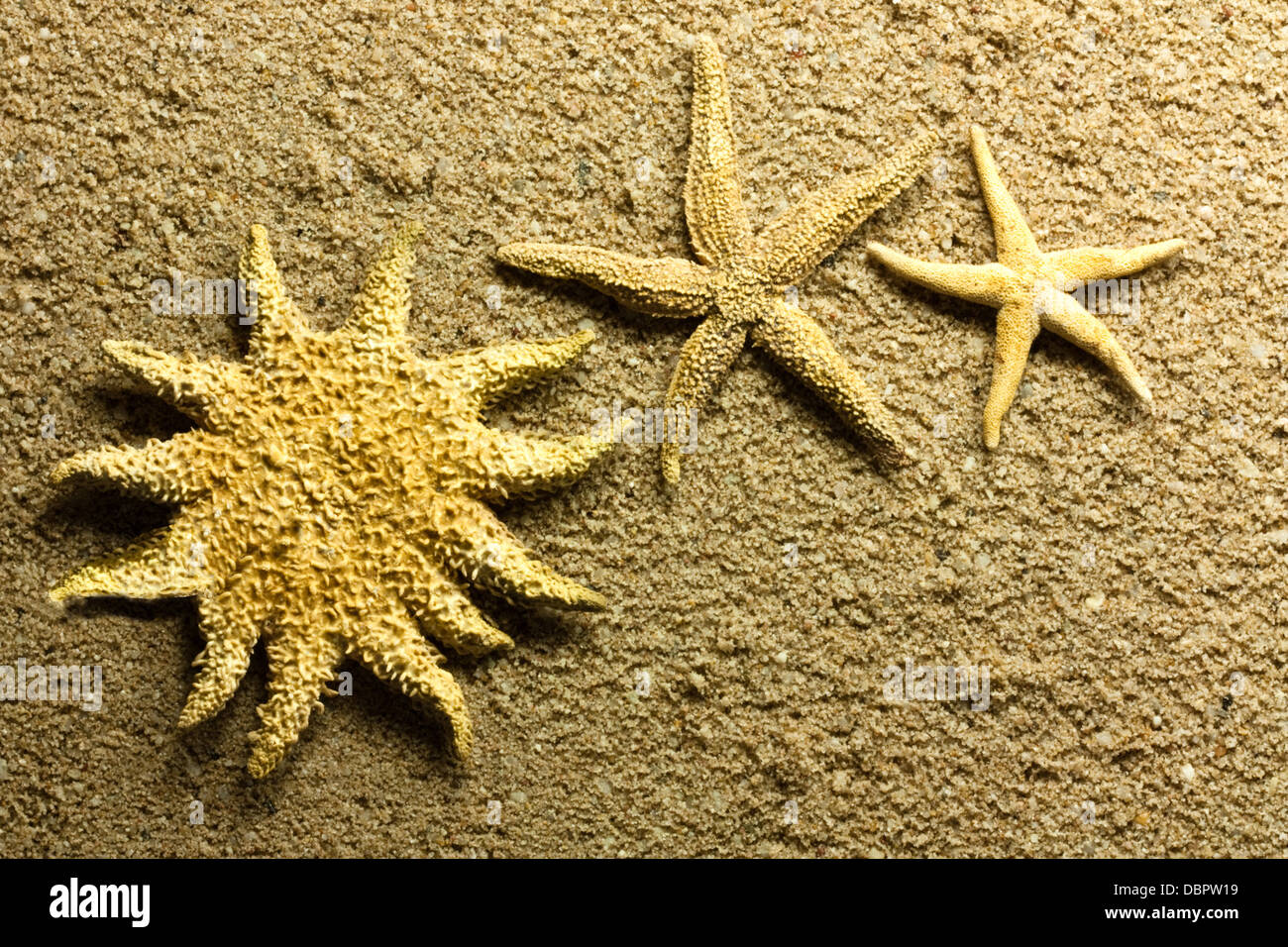 Getrockneter seestern -Fotos und -Bildmaterial in hoher Auflösung – Alamy