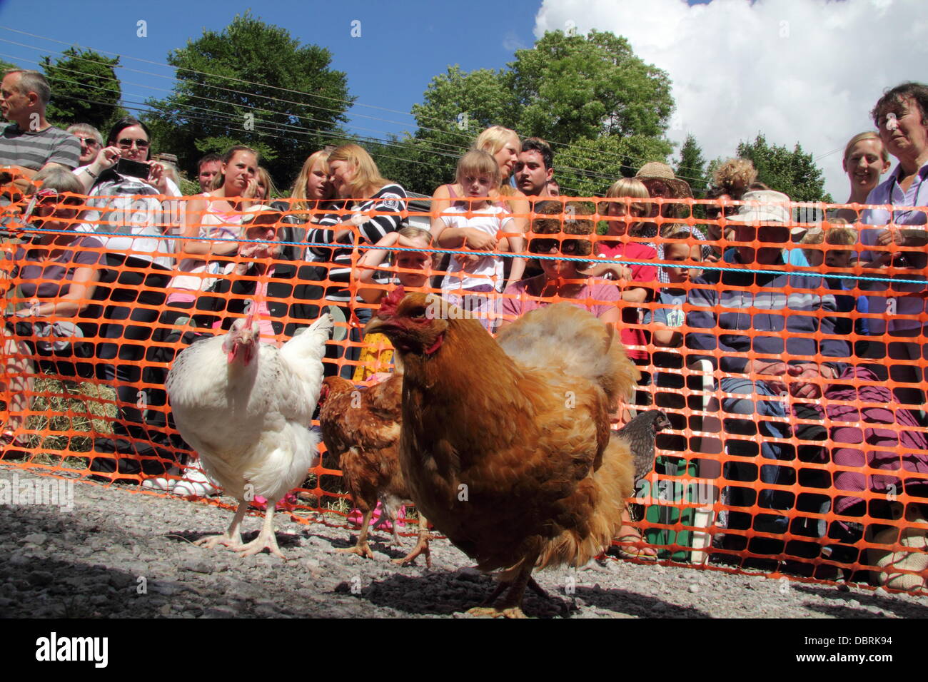 Hen Racing Uk Stockfotos und -bilder Kaufen - Alamy