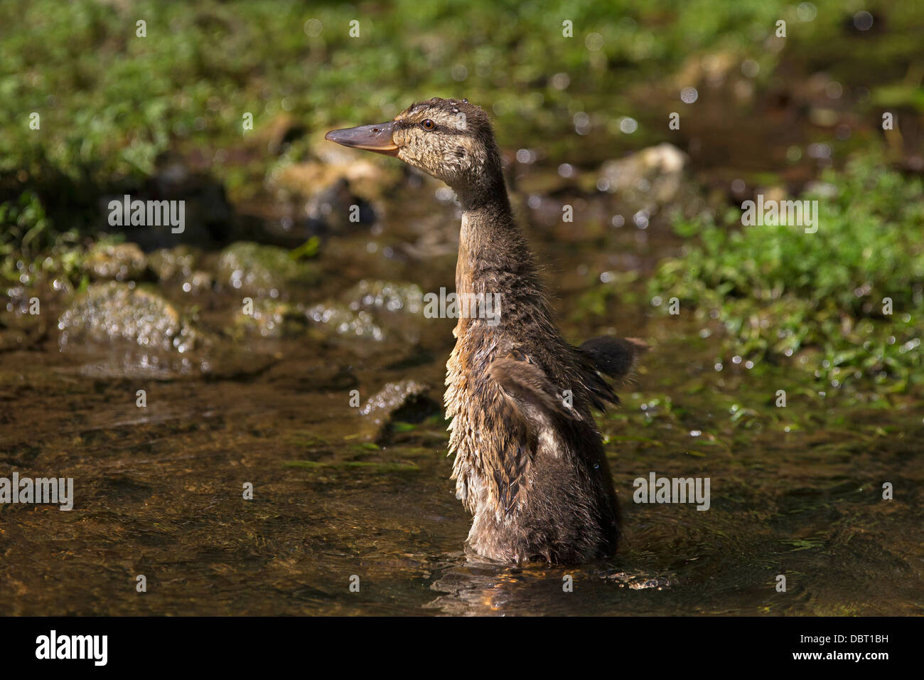 Entlein dehnen -Fotos und -Bildmaterial in hoher Auflösung – Alamy