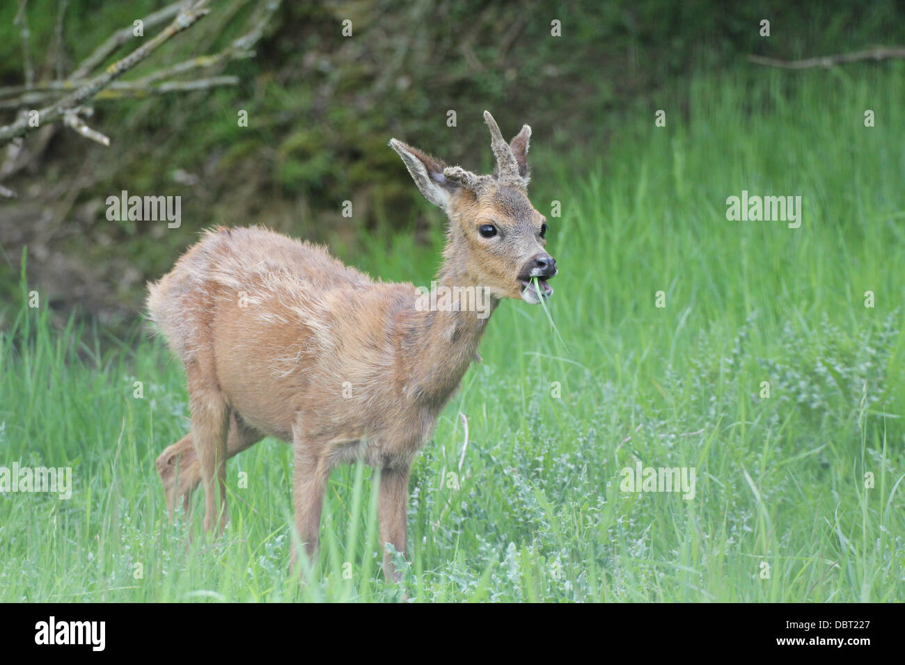 Reh essen -Fotos und -Bildmaterial in hoher Auflösung – Alamy
