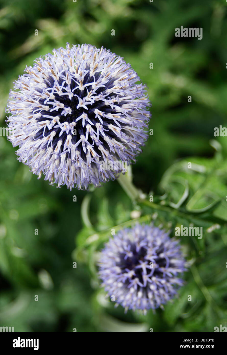 Arten der gattung allium -Fotos und -Bildmaterial in hoher Auflösung ...