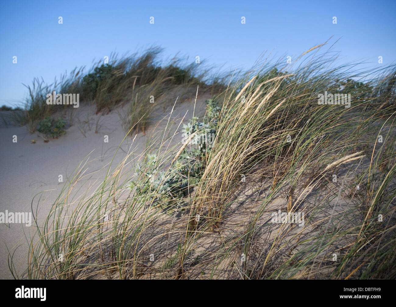 Sand dune vegetation plants -Fotos und -Bildmaterial in hoher Auflösung ...