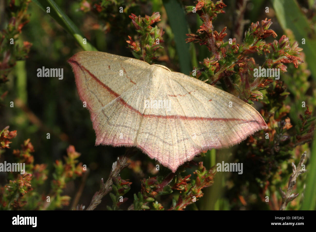 Timandra griseata -Fotos und -Bildmaterial in hoher Auflösung – Alamy
