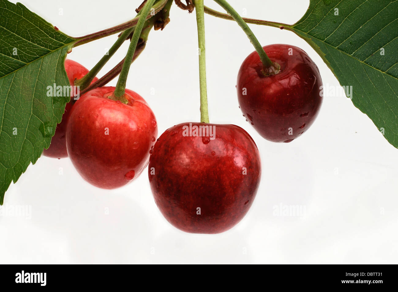 Ein kirschbaum -Fotos und -Bildmaterial in hoher Auflösung – Alamy