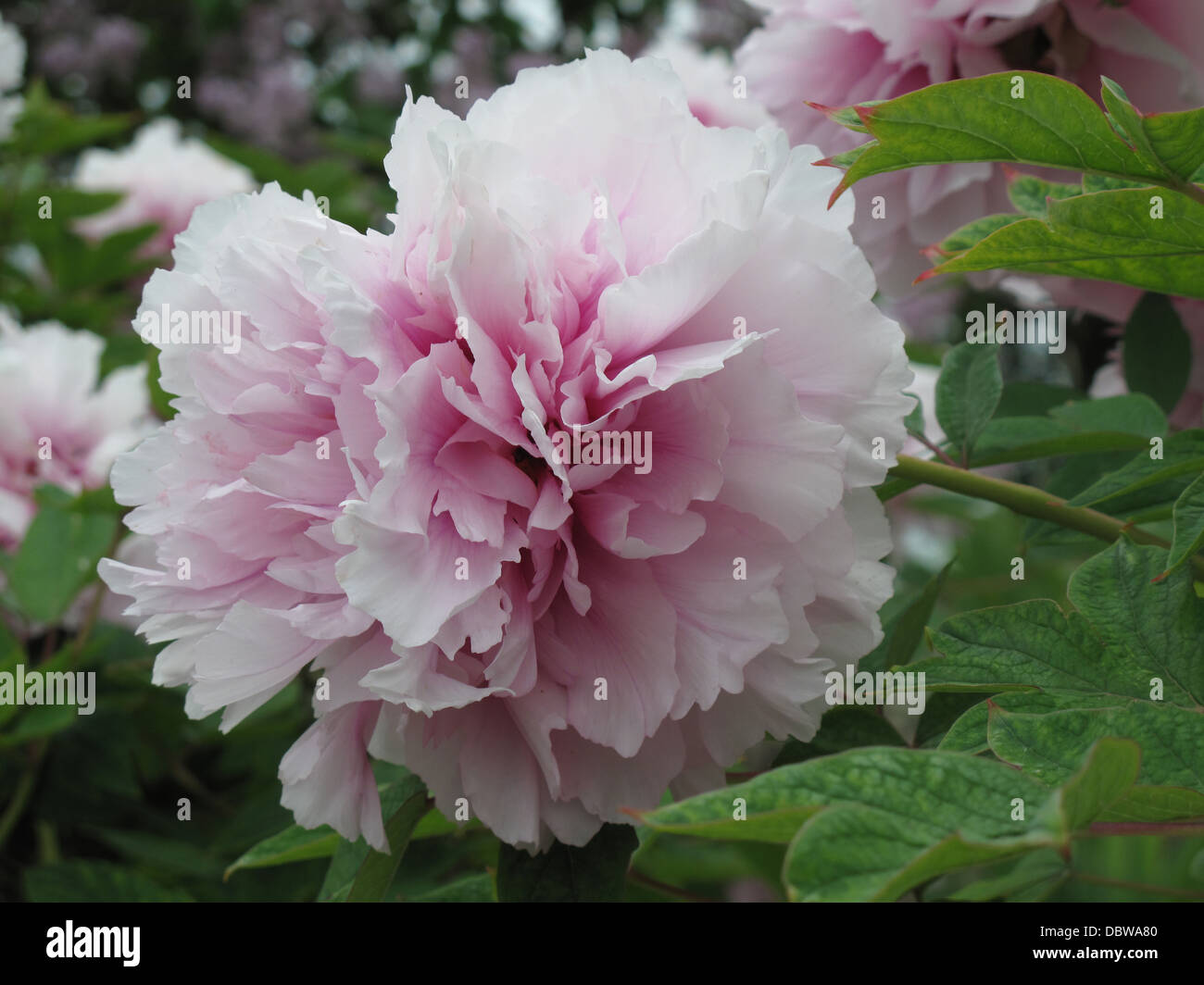 Strauch pfingstrose -Fotos und -Bildmaterial in hoher Auflösung – Alamy
