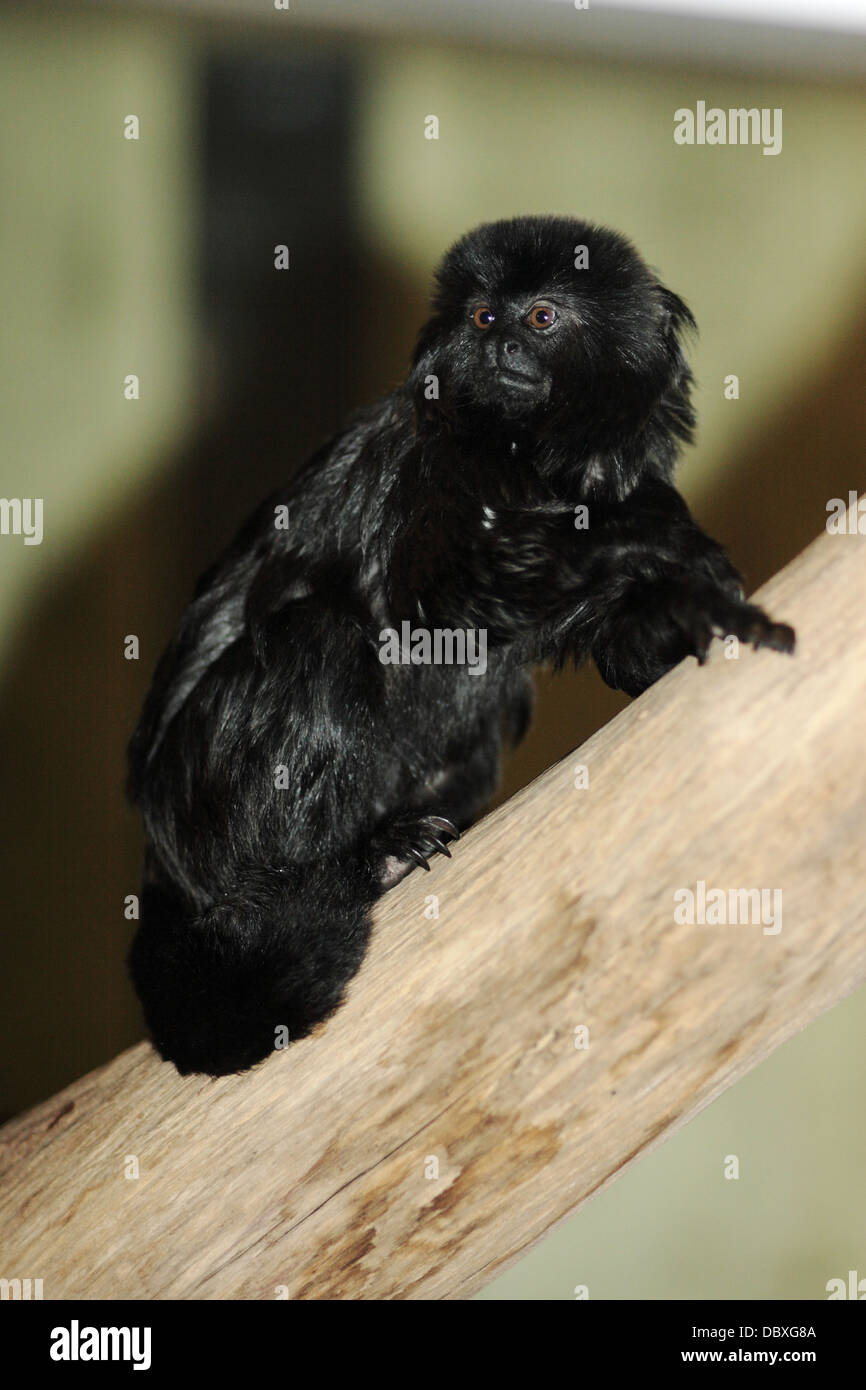Schwarzer affe -Fotos und -Bildmaterial in hoher Auflösung – Alamy