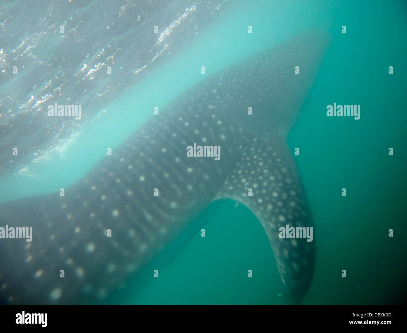 Walhai mafia insel -Fotos und -Bildmaterial in hoher Auflösung – Alamy