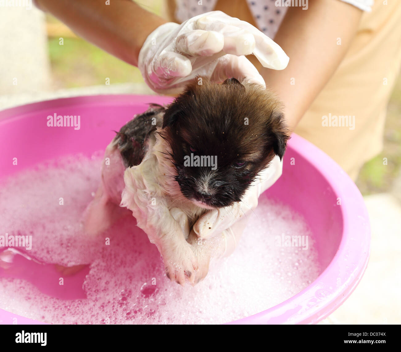 Dreckiger hund wanne -Fotos und -Bildmaterial in hoher Auflösung – Alamy