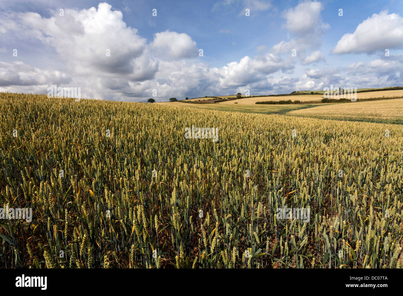 Erntefeld von oben -Fotos und -Bildmaterial in hoher Auflösung – Alamy