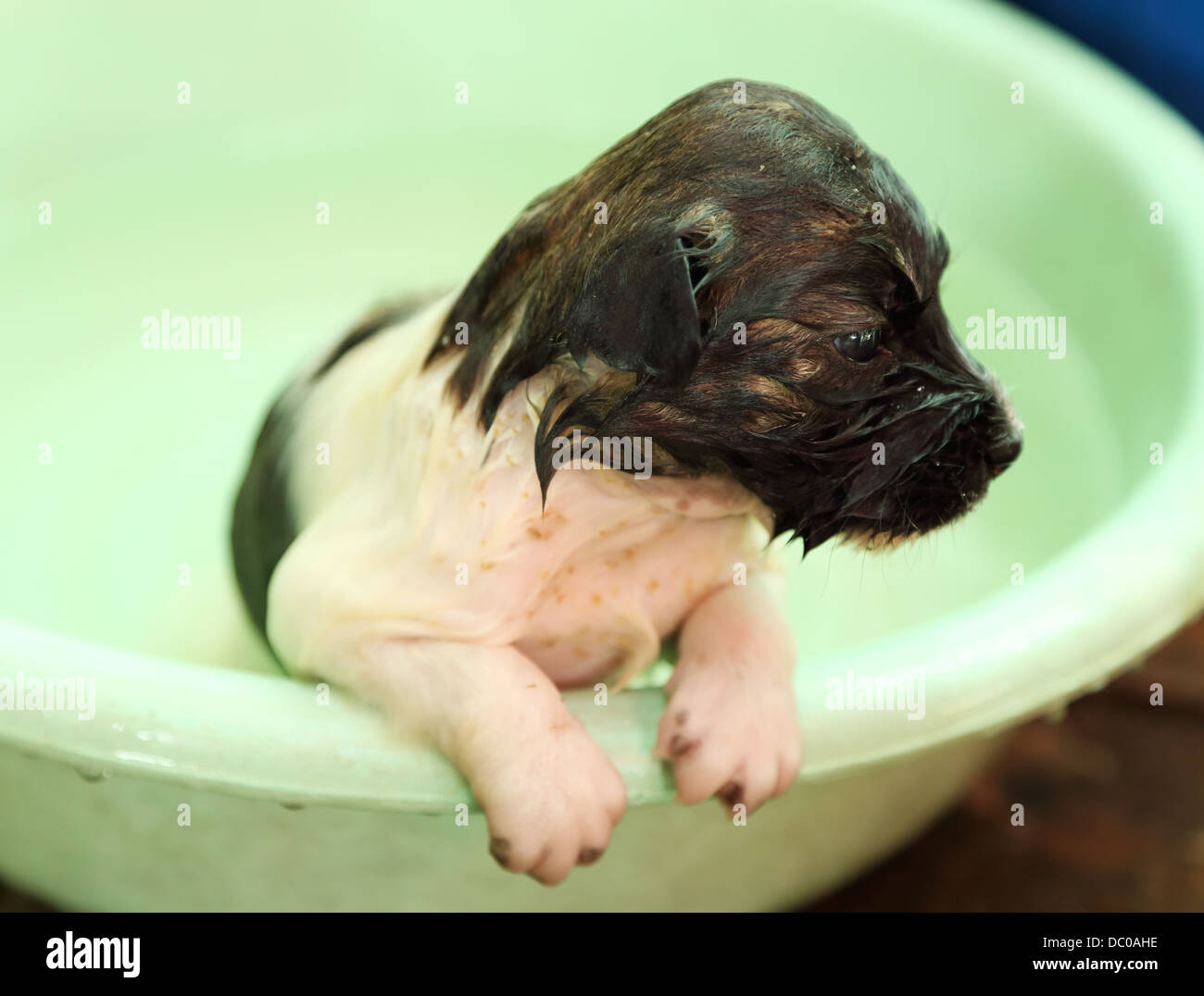 Dreckiger hund wanne -Fotos und -Bildmaterial in hoher Auflösung – Alamy