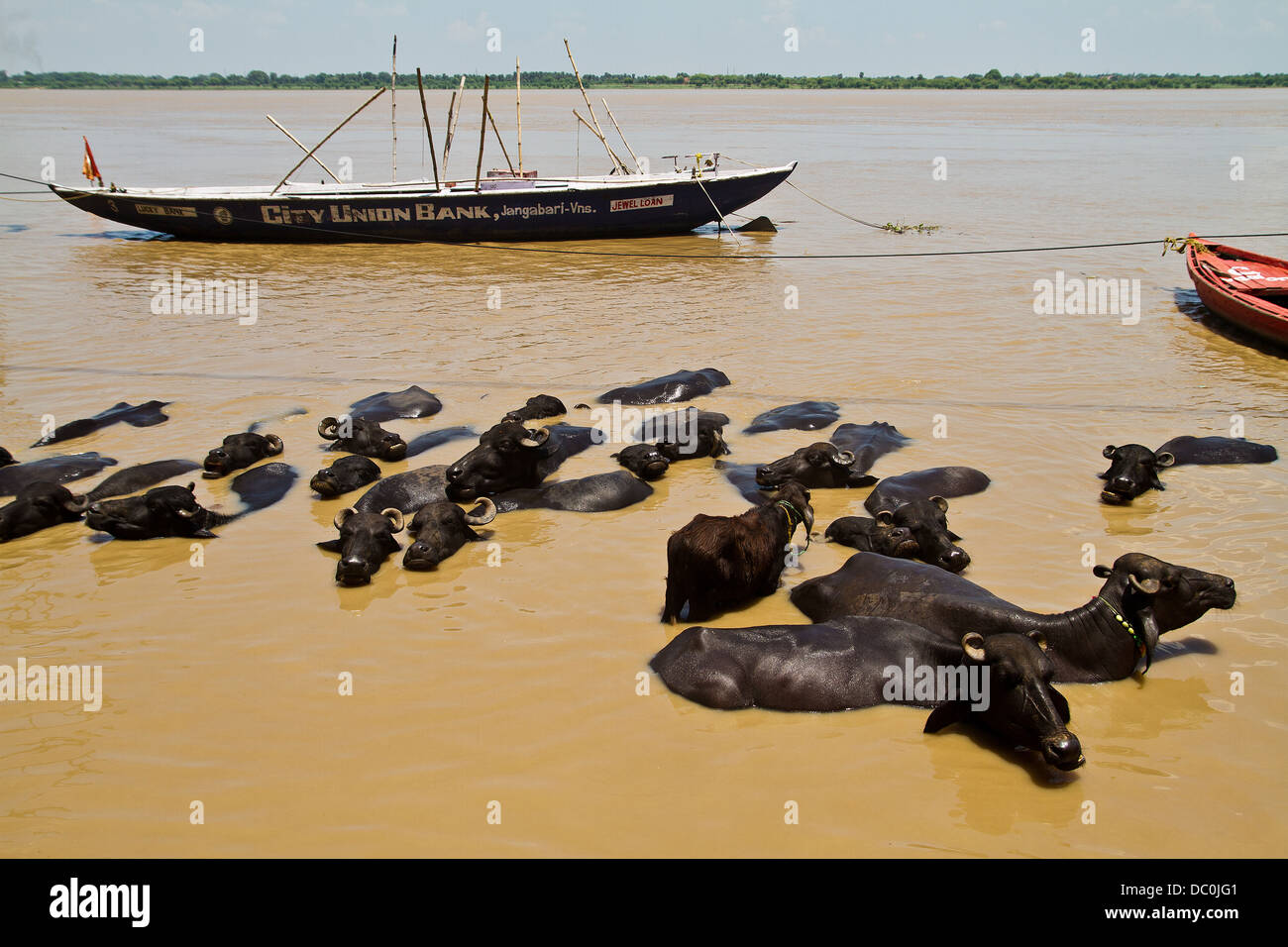 Baden im Fluss Ganges in Varanasi in Indien Kühe Stockfotografie - Alamy