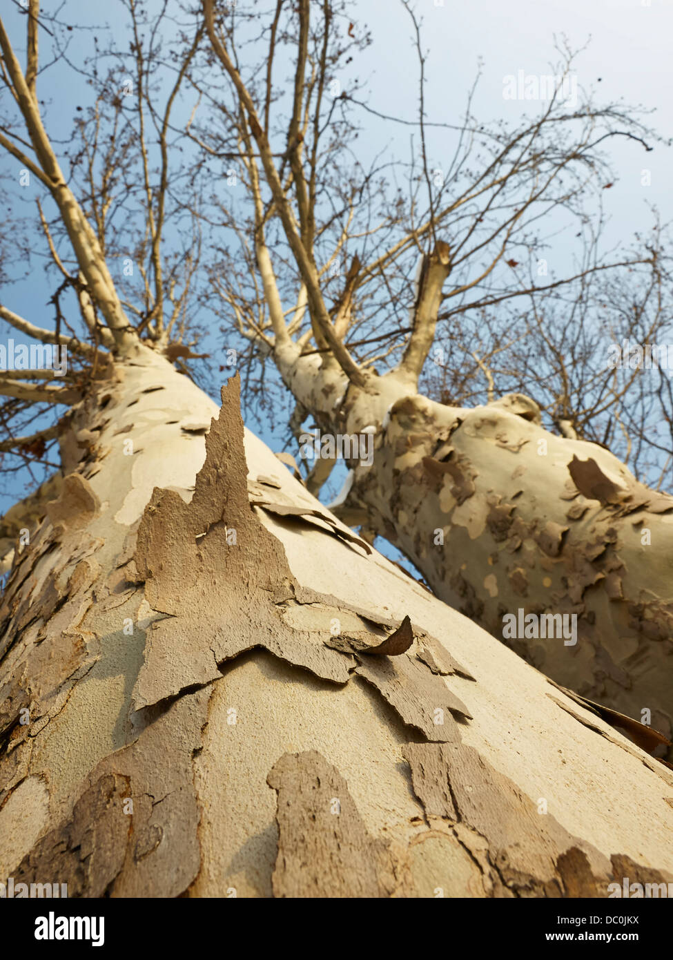 Baum mit Rinde, die schält sich im park Stockfotografie - Alamy