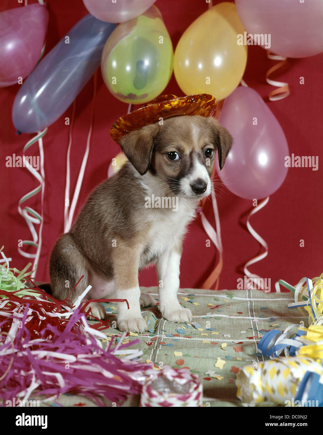 Hund mit hut party Stockfotos und -bilder Kaufen - Alamy