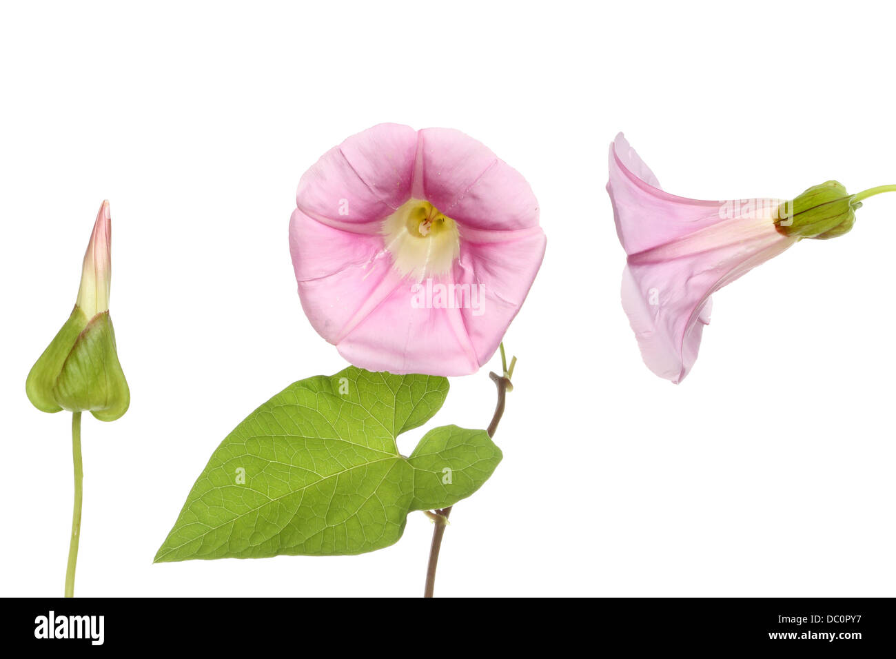 Fotostil botanische Illustration einer Anlage Ackerwinde Convolvulus ...