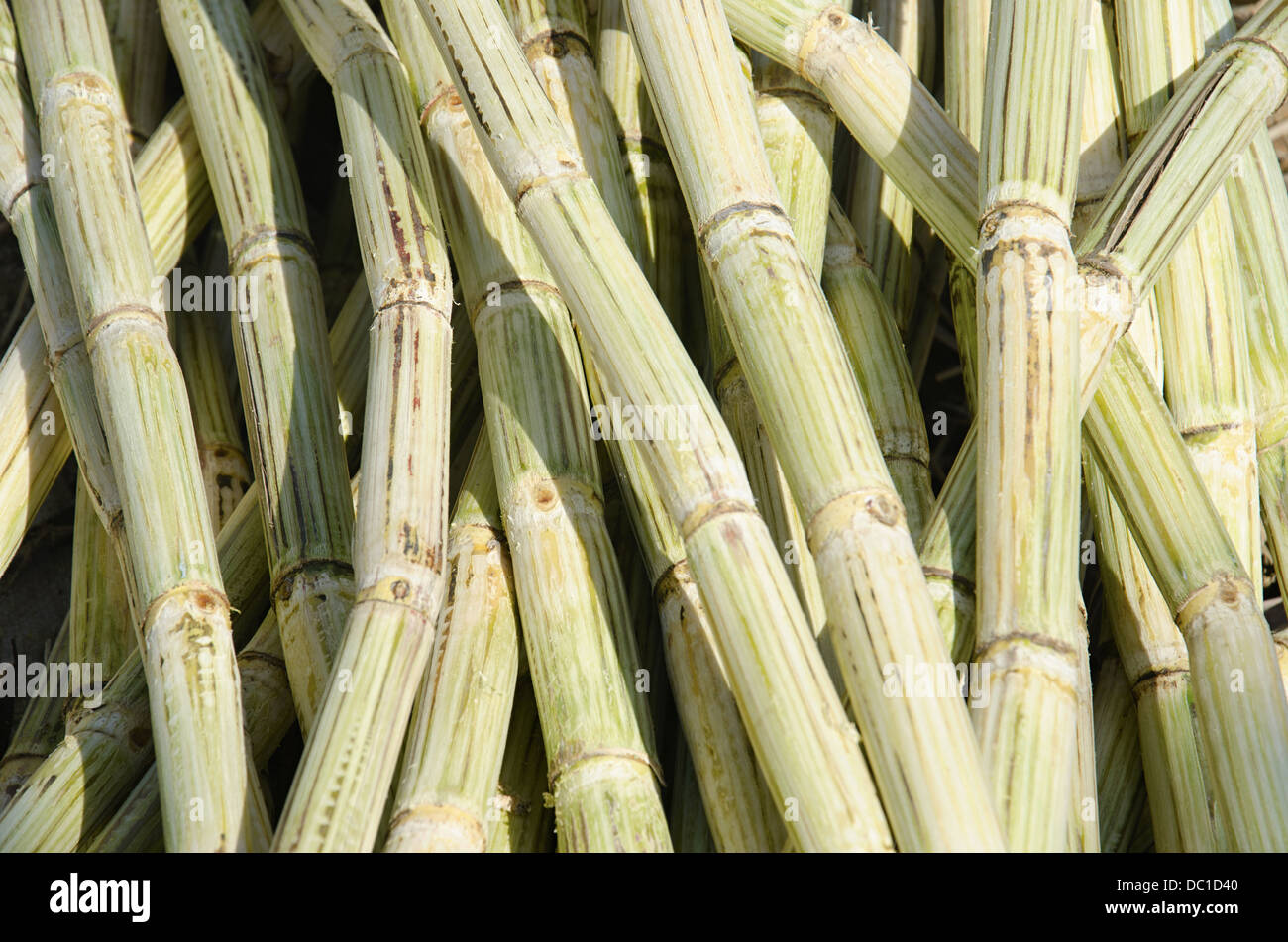 Stalk sugarcane -Fotos und -Bildmaterial in hoher Auflösung – Alamy