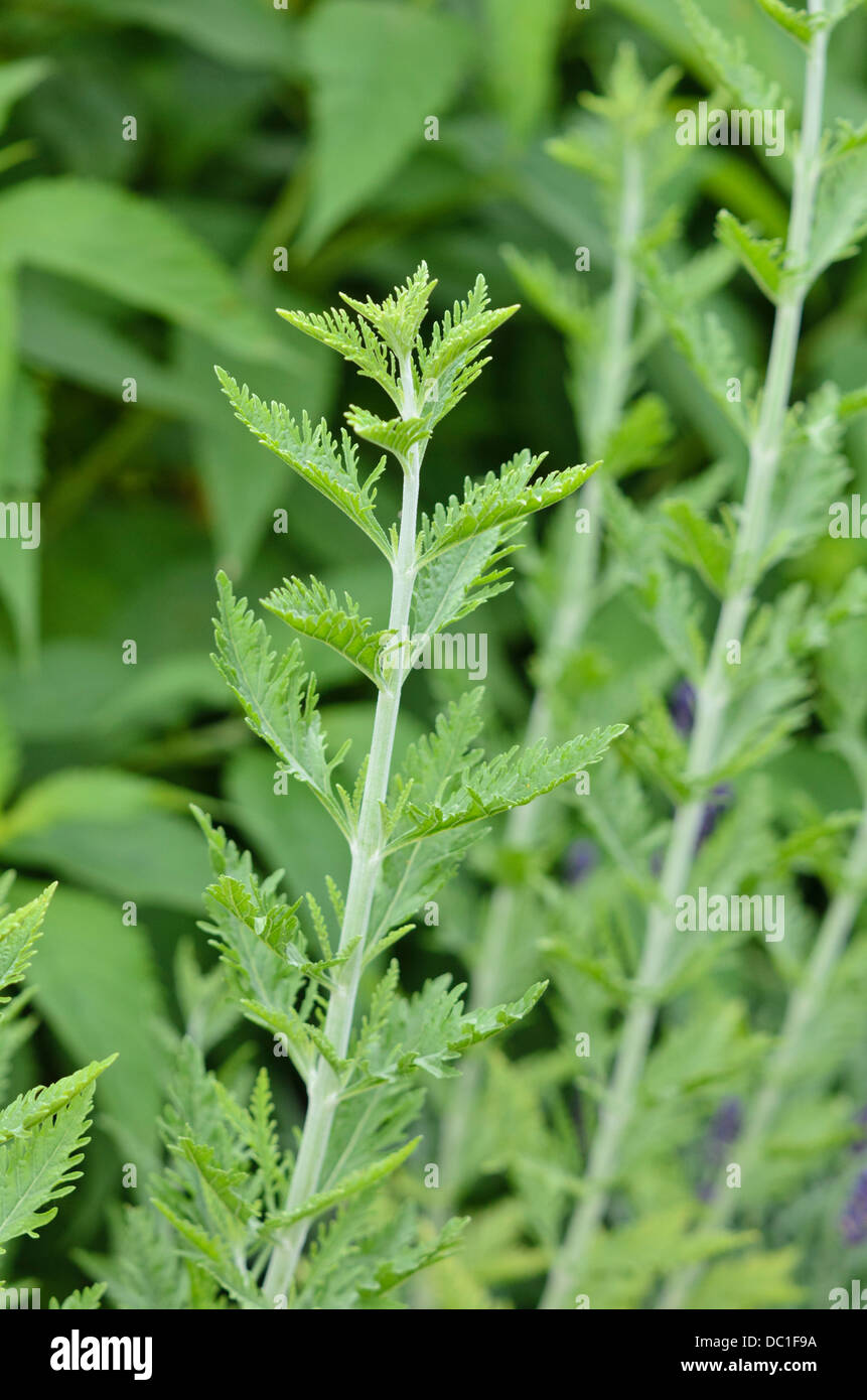 Russischer Salbei perovskia superba (x Stockfotografie - Alamy
