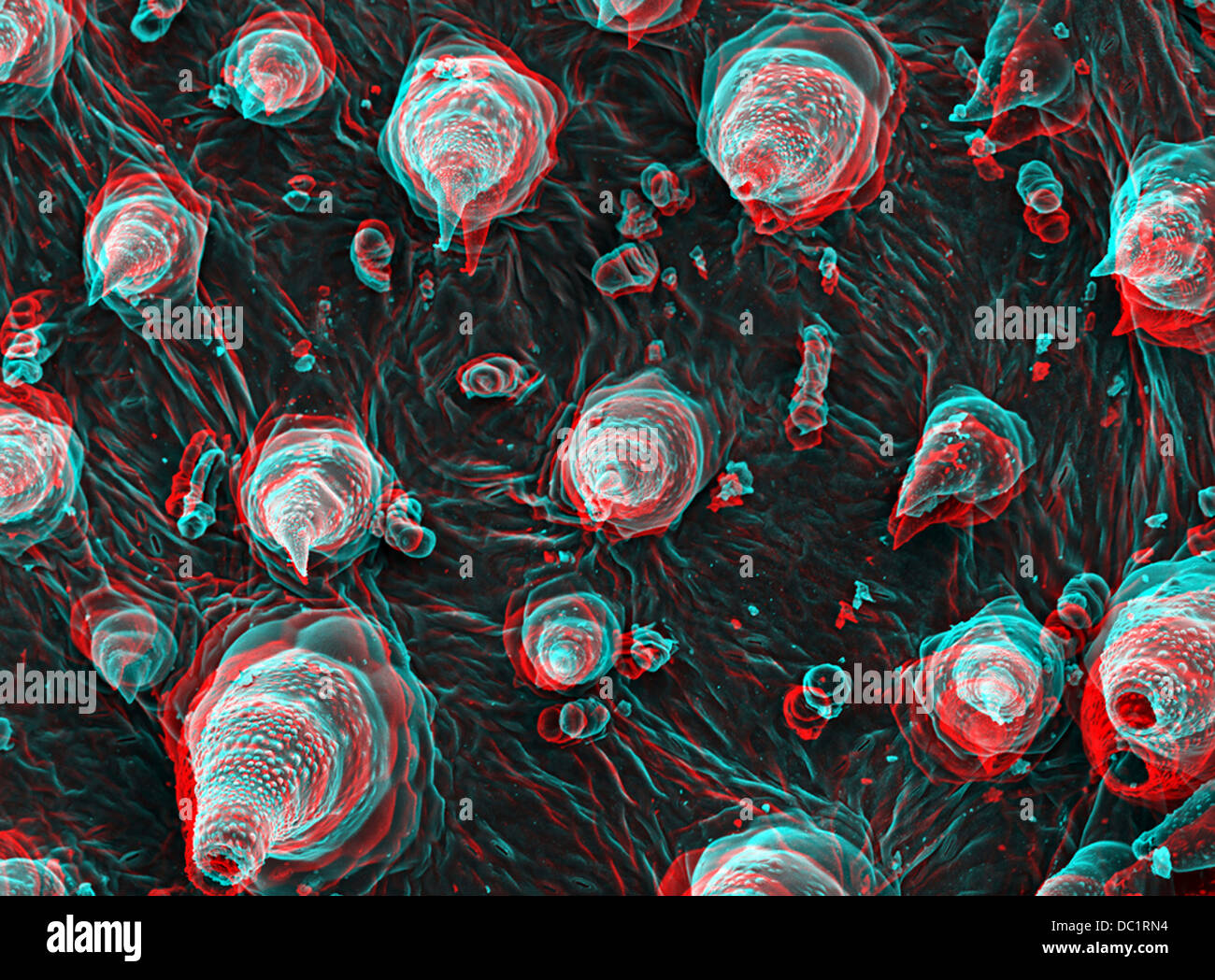 Sem bild -Fotos und -Bildmaterial in hoher Auflösung – Alamy