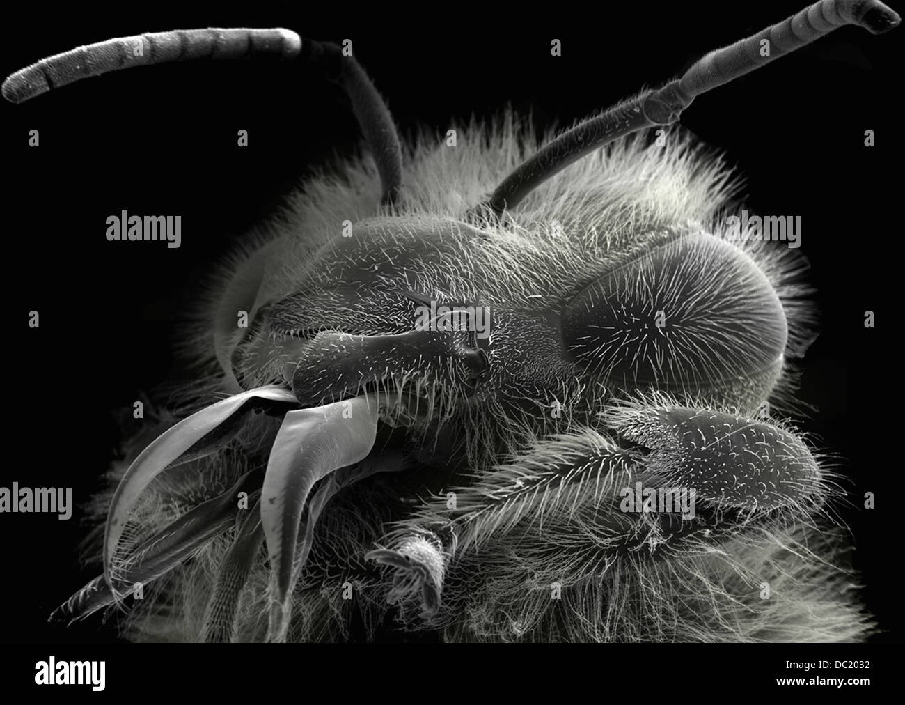 Sem insect -Fotos und -Bildmaterial in hoher Auflösung – Alamy