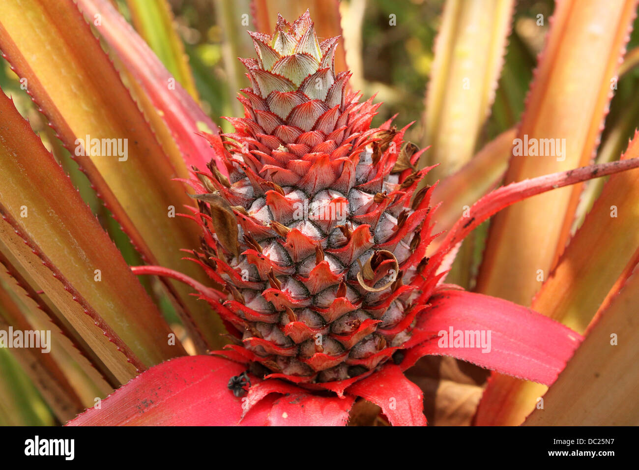 Red ornamental variegated pineapple fruit -Fotos und -Bildmaterial in ...