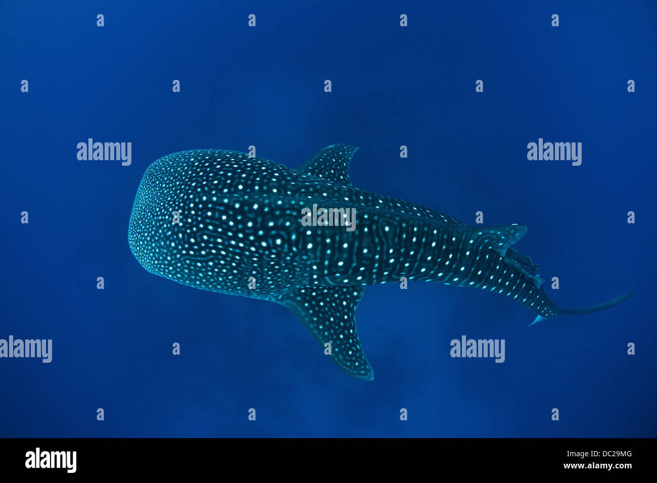 Whale sharks -Fotos und -Bildmaterial in hoher Auflösung – Alamy
