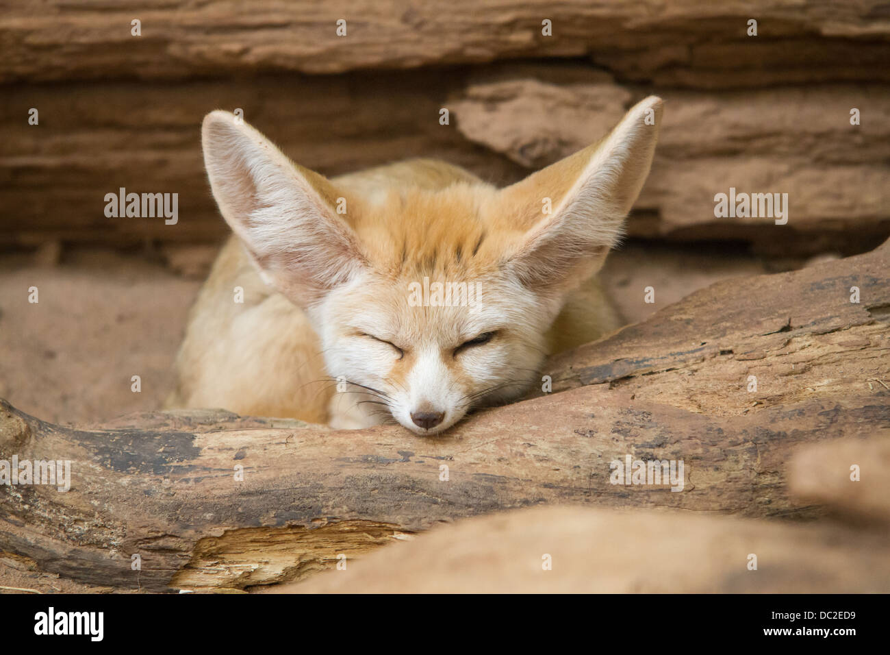 Fennek fuchs vulpes zerda -Fotos und -Bildmaterial in hoher Auflösung ...