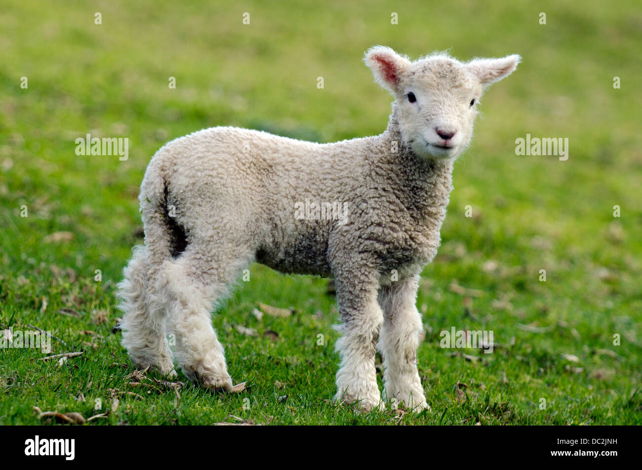 Neuseeland Lamm Stockfotos und -bilder Kaufen - Alamy